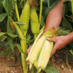 Sweetcorn Fresh from the Garden - Dobies Blog