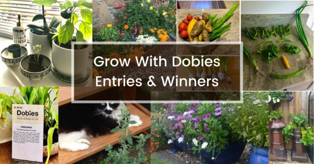 Grow With Dobies - Competition Entries & Winners - Dobies Blog