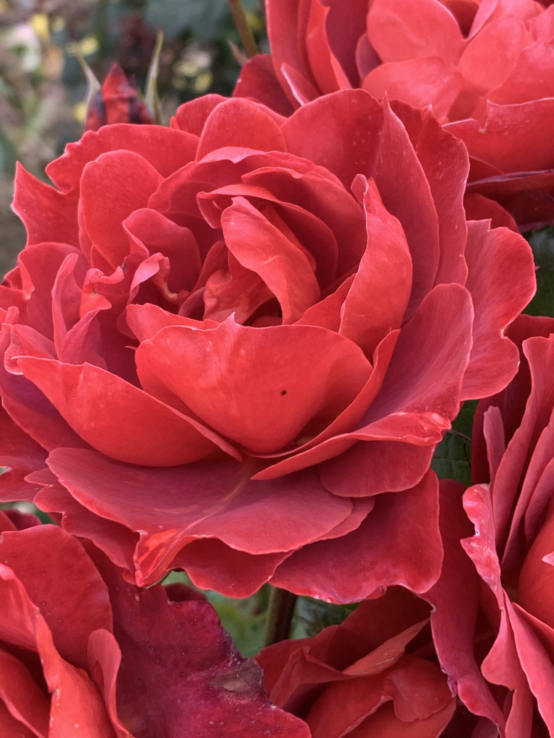 10 Things You Didn't Know About Roses - Dobies Blog