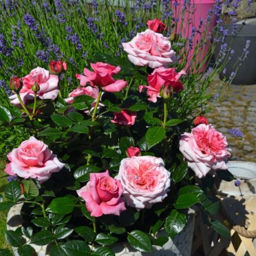 Roses for the Home Florist - Dobies Blog