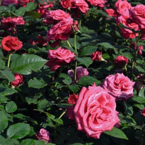 Roses for the Home Florist - Dobies Blog