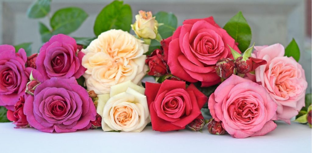 Roses for the Home Florist - Dobies Blog