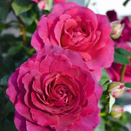 Roses for the Home Florist - Dobies Blog