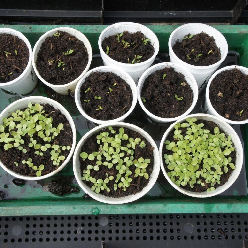 How To Grow Lettuce From Seed - Dobies Blog