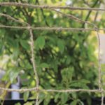 How To Grow Peas From Seed - Dobies Blog