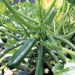 How To Grow Courgettes From Seed - Dobies Blog