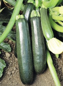 Introducing Big Crops of Colourful Courgettes For Little Gardens ...