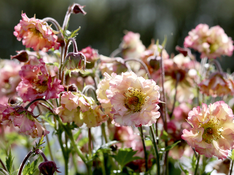 Geum-Pretticoats-Peach Terra Nova - Dobies Blog