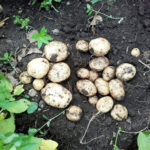Which Potatoes To Grow and When - Dobies Blog