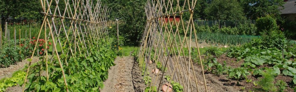 Top Ten Allotment Staples: Best Vegetable Varieties to Grow - Dobies Blog