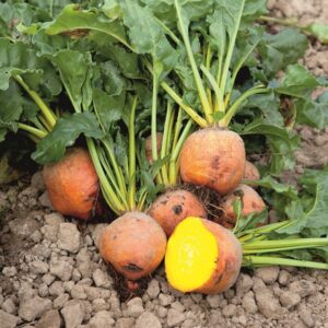 Beetroot Golden Detroit Suttons - Dobies Blog