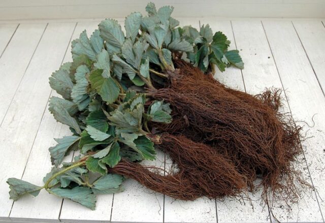 How to grow strawberry plants - Dobies Blog