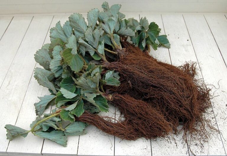 How to grow strawberry plants - Dobies Blog