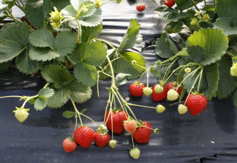 How to grow strawberry plants - Dobies Blog