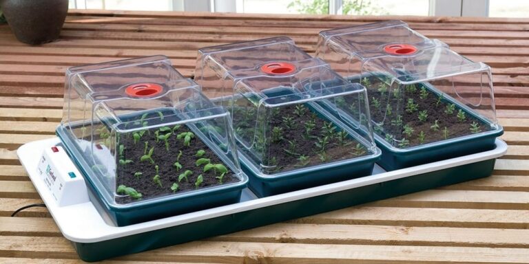 Troubleshooting seed sowing problems - Dobies Blog