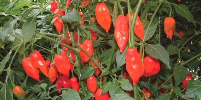 How to grow chillies from seeds & plants - Dobies Blog