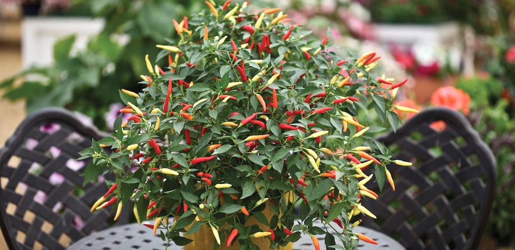 How and when to harvest chillies - Dobies Blog