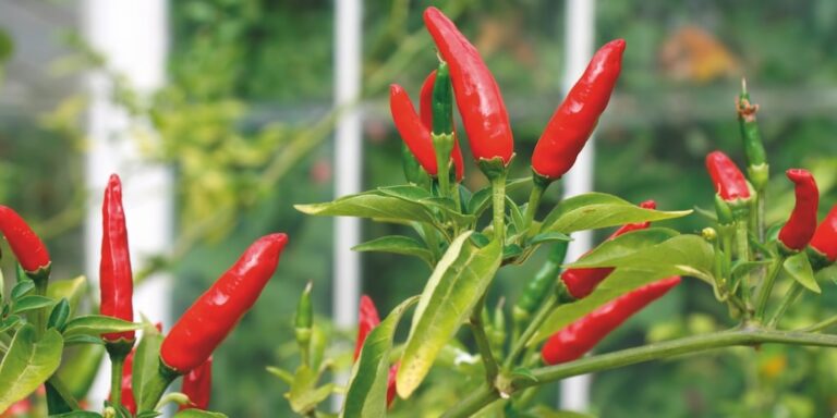 What are the 5 main types of chilli pepper? - Dobies Blog