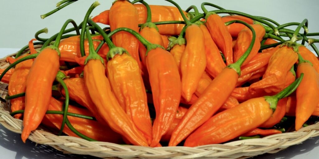 What are the 5 main types of chilli pepper? - Dobies Blog