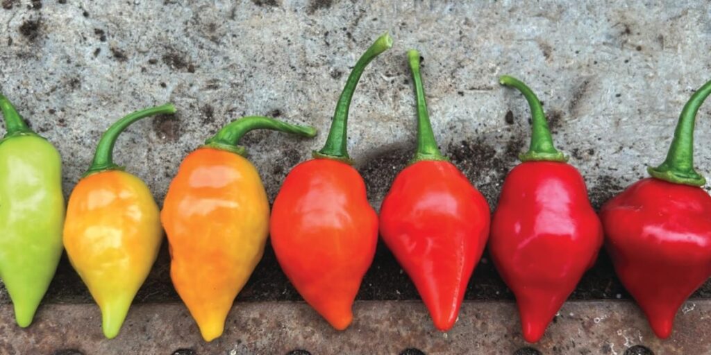 How and when to harvest chillies - Dobies Blog