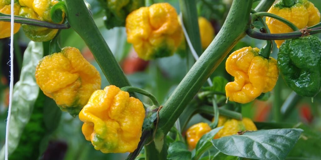 yellow-carolina-reaper-chilli-growing - Dobies Blog