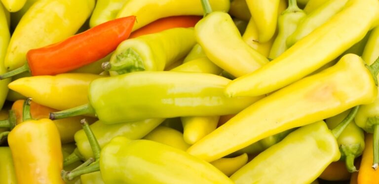 How and when to harvest chillies - Dobies Blog