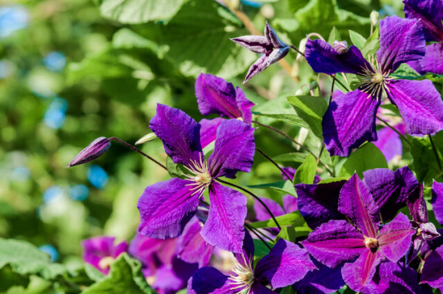 How to grow clematis