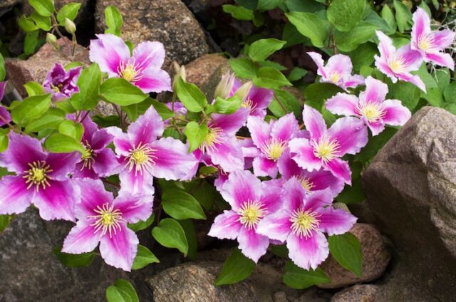 How to grow clematis