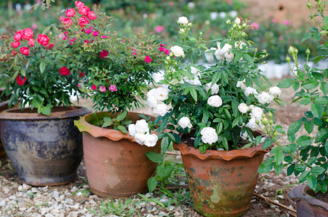 How to plant and grow roses - Dobies Blog